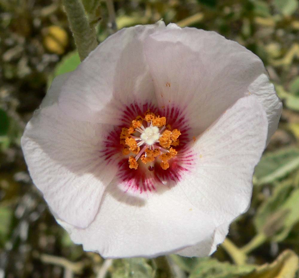 Rock Hibiscus Hibiscus denudatus at Native Plant Nursery | DesertStrawHouse