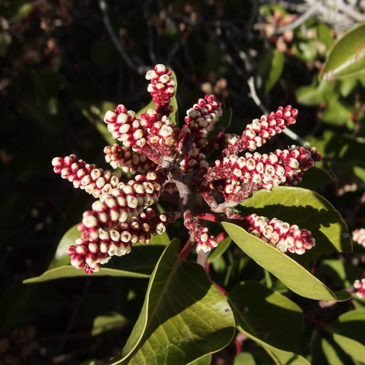 Sugarbush Rhus ovata at Native Plant Nursery | DesertStrawHouse