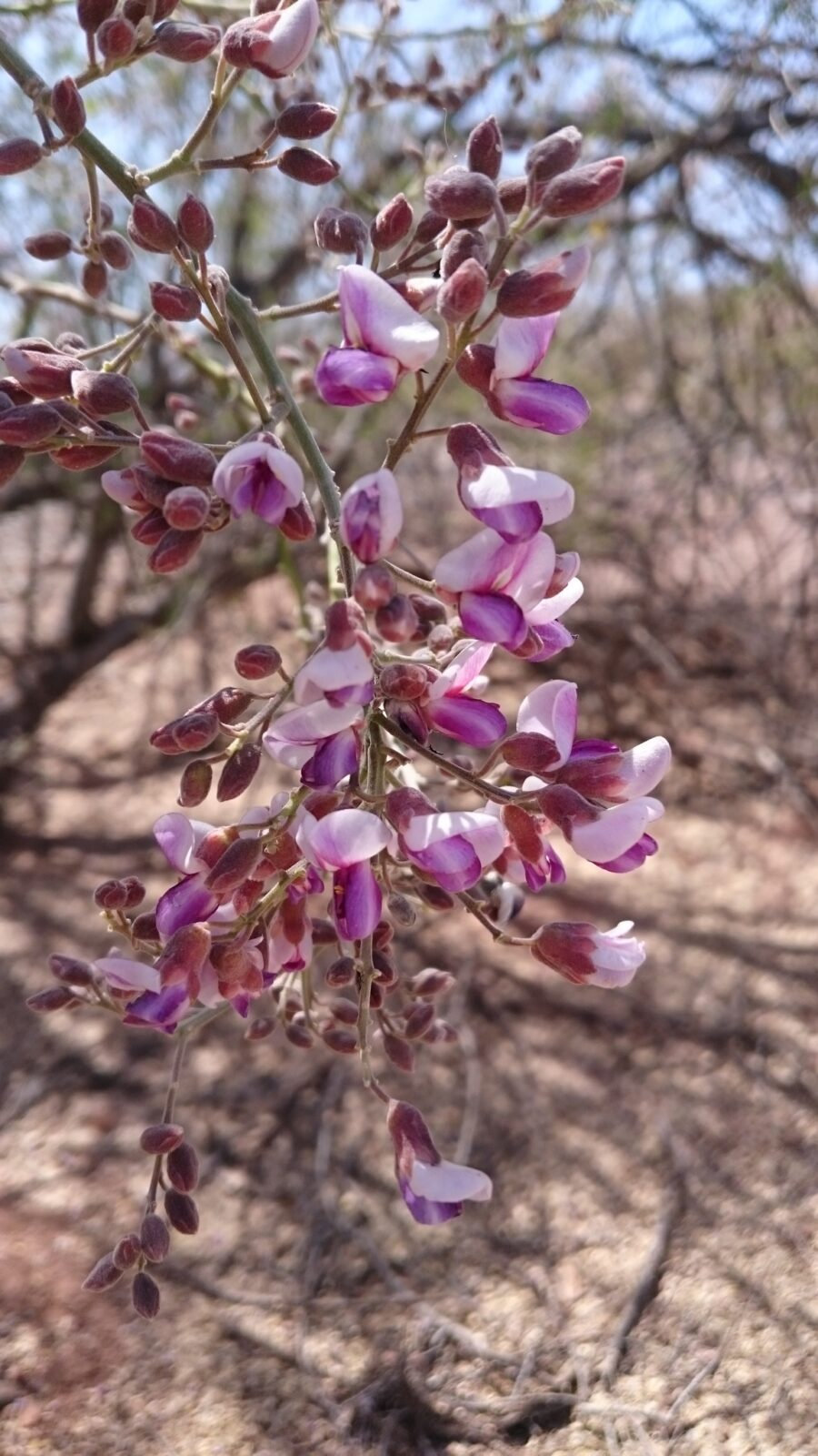 Ironwood Olneya tesota at Native Plant Nursery | DesertStrawHouse