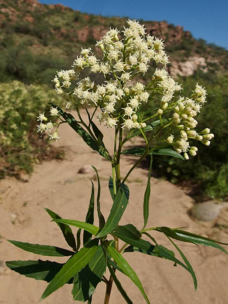 Mule Fat Baccharis salicifolia at Native Plant Nursery | DesertStrawHouse