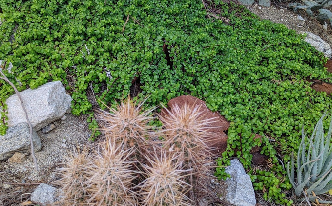 Elephants Food Portulacaria afra at Native Plant Nursery | DesertStrawHouse