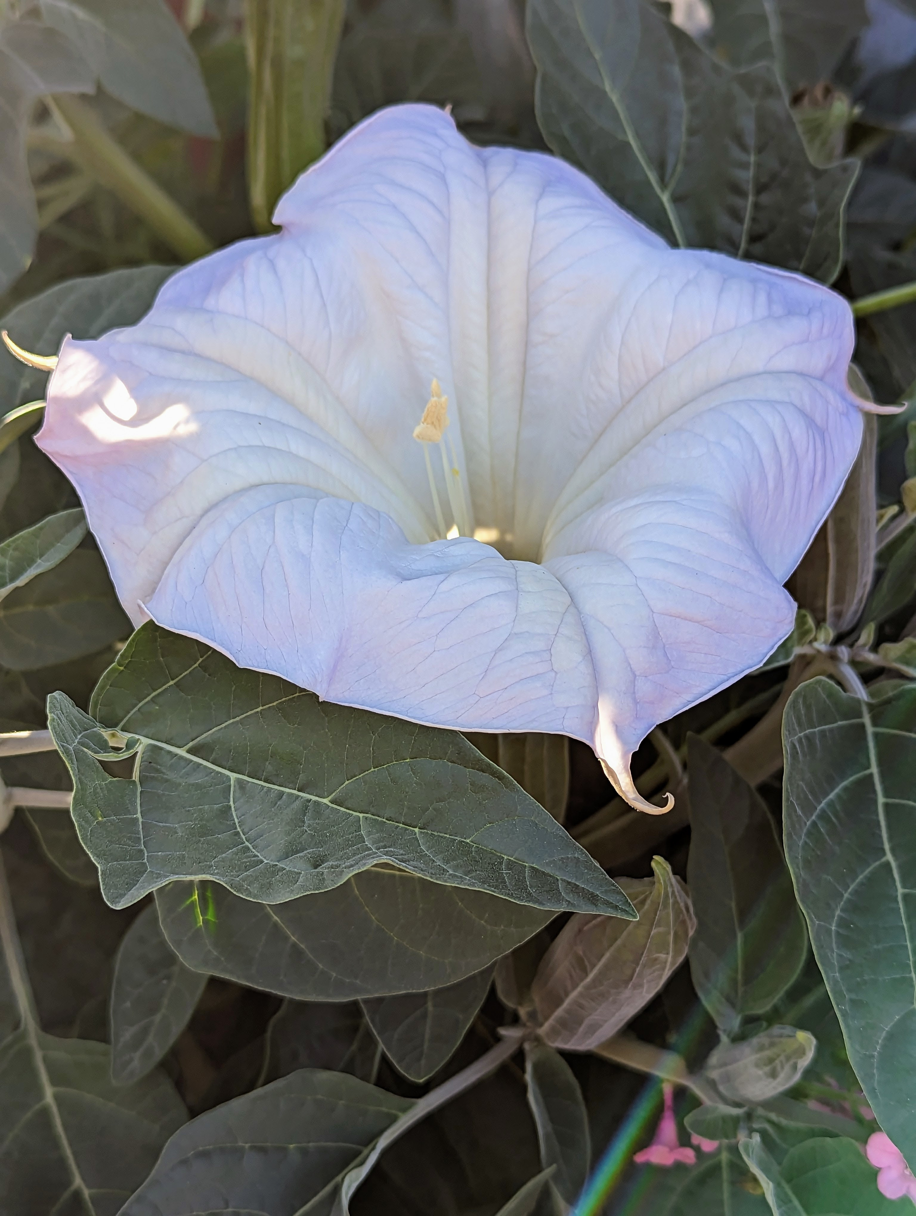 Sacred Datura Datura wrightii at Native Plant Nursery | DesertStrawHouse