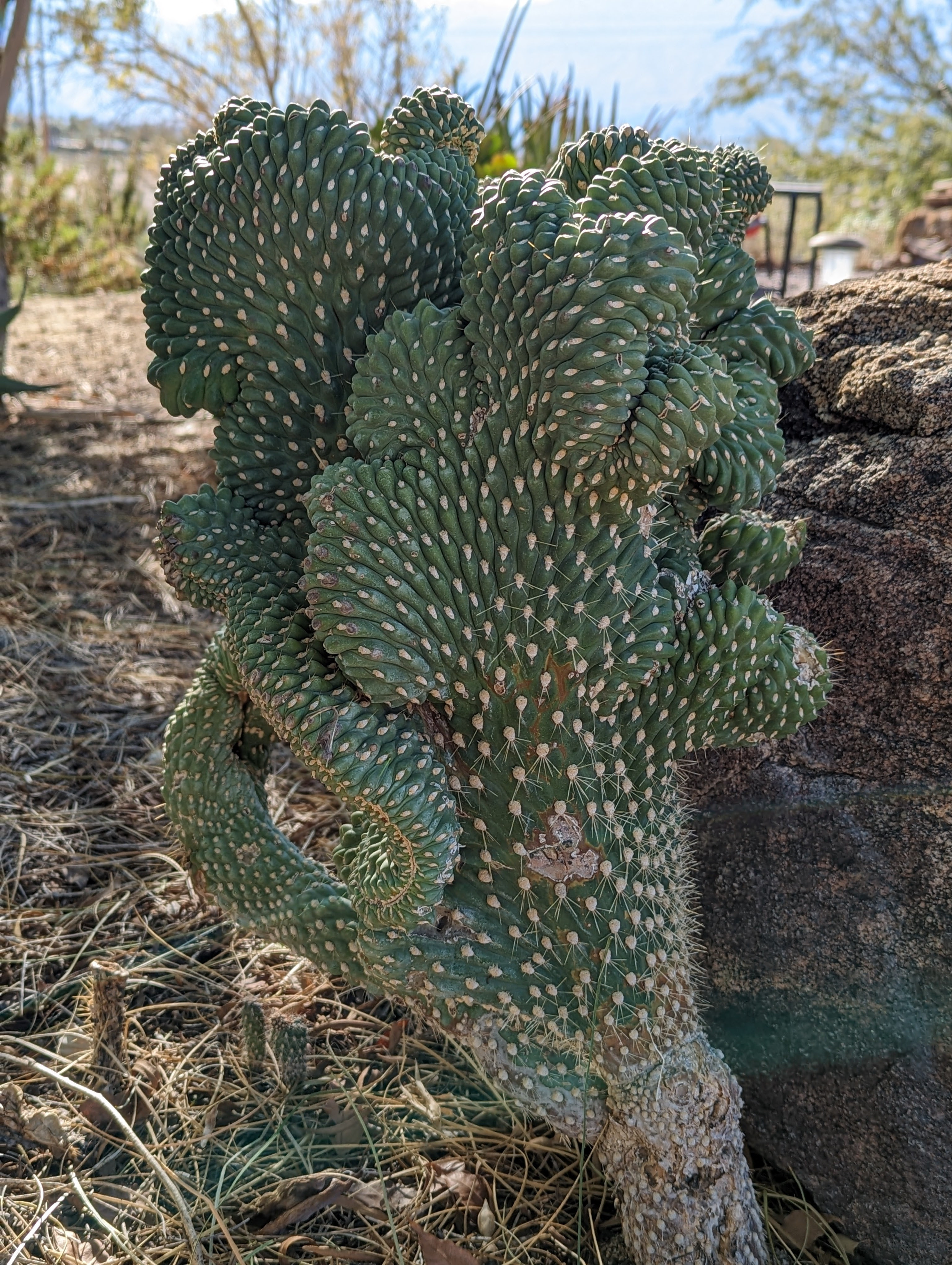 Boxing Glove Cholla Cylindropuntia fulgida var mamillata at Native ...