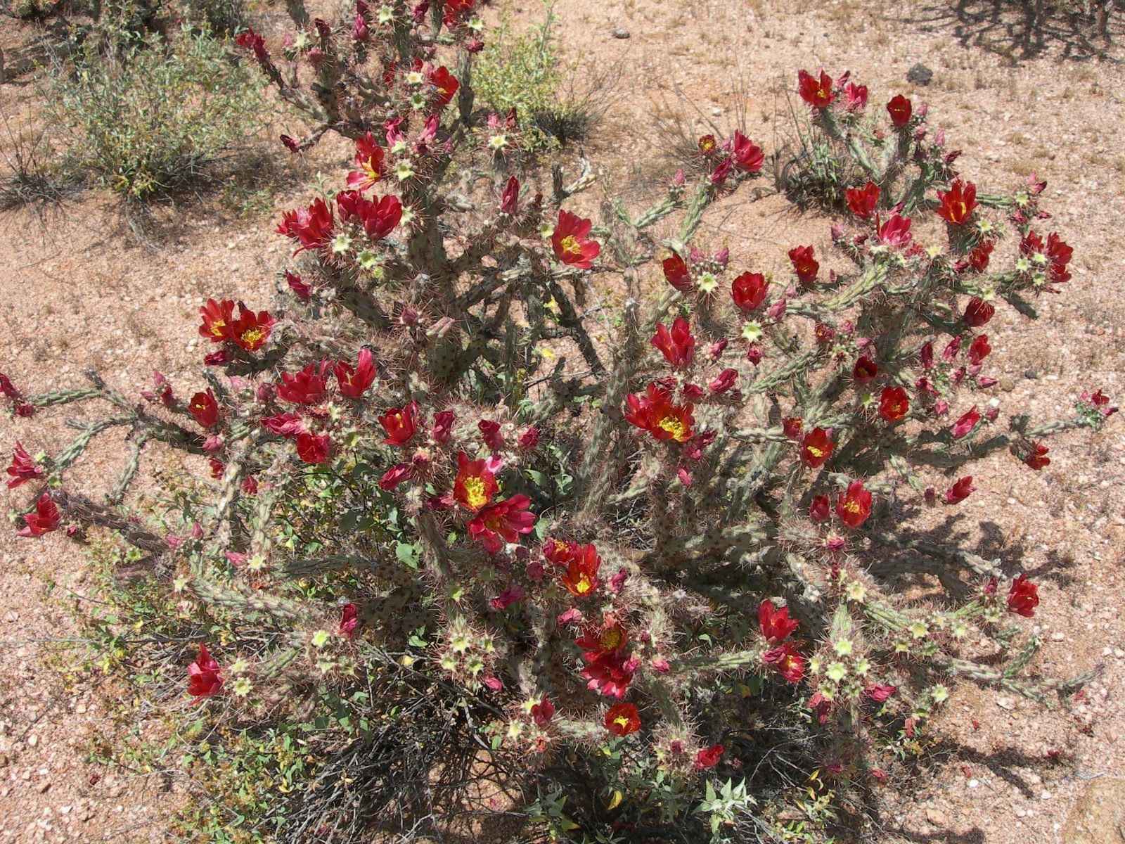 Buckhorn Cholla Cylindropuntia acanthocarpa at Native Plant Nursery ...