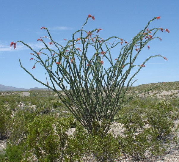 Ocotillo Fouquieria splendens at Native Plant Nursery | DesertStrawHouse