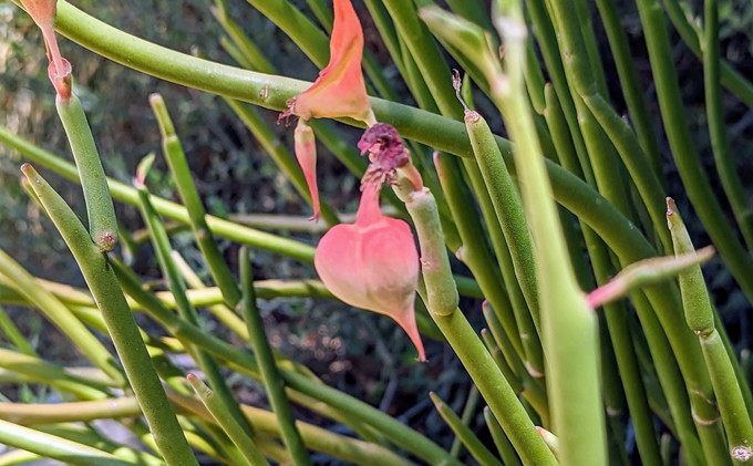 Lady Slipper Euphorbia lomelii at Native Plant Nursery | DesertStrawHouse