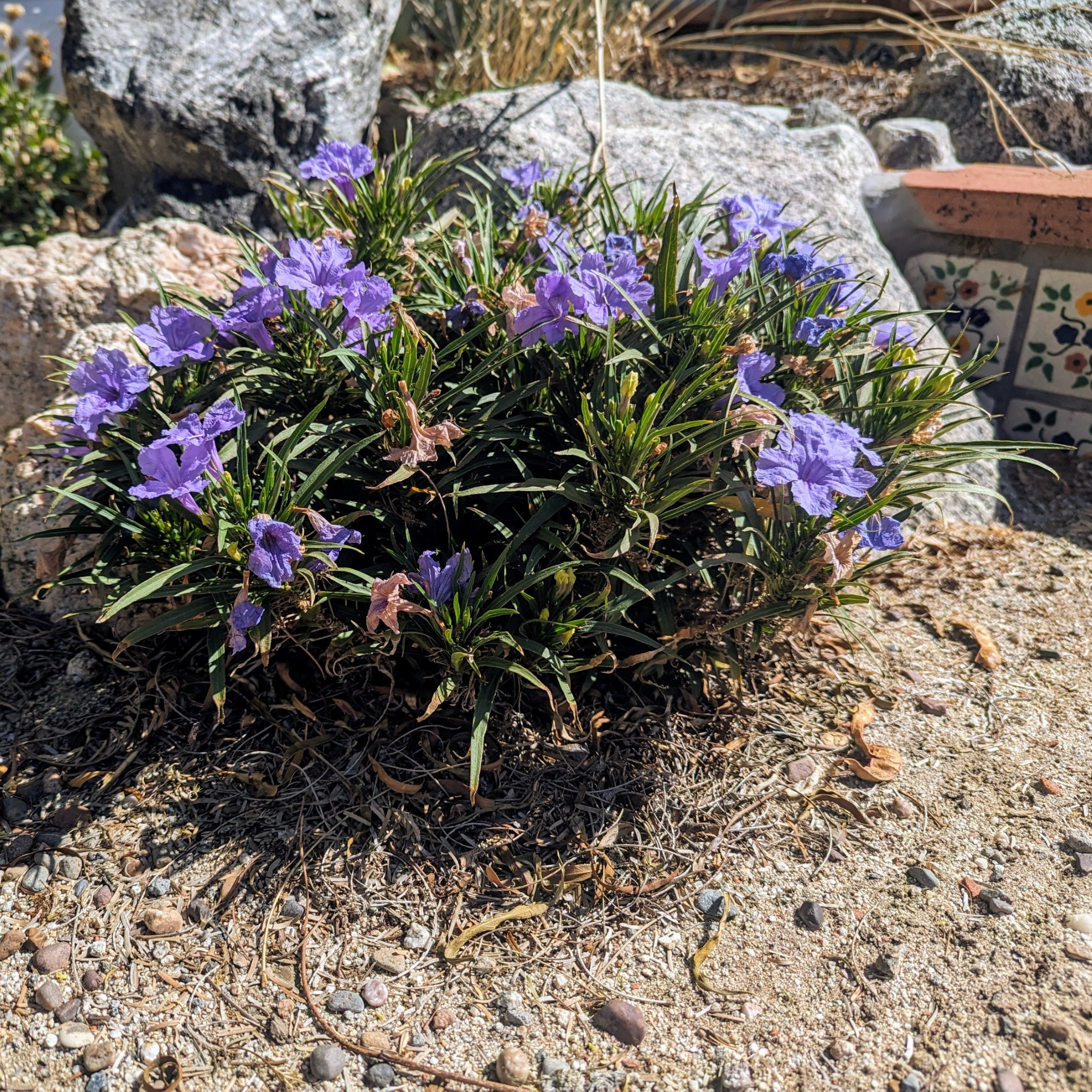 Katie Ruellia Ruellia brittoniana 'Katie' at Native Plant Nursery ...