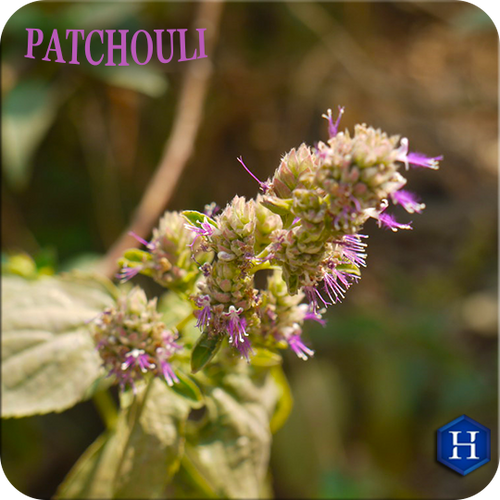 Esencia de Patchouli Natural | Homps y CIA