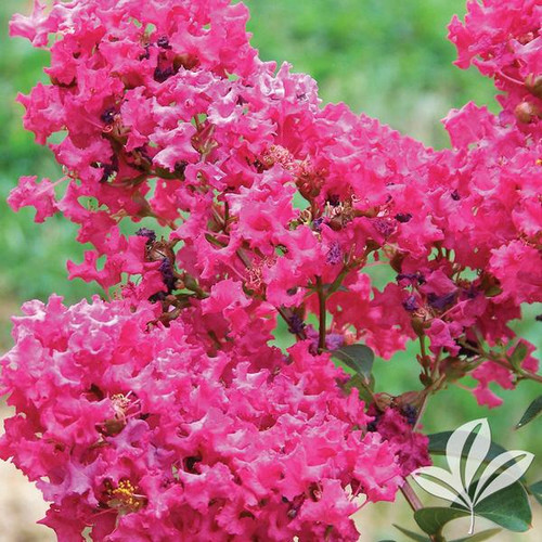 Crape Myrtle, 'Tonto' 15G | Buck Jones Nursery