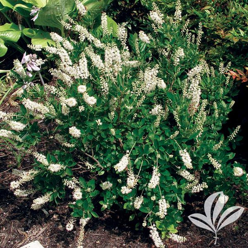 Clethra Alnifolia, 'Hummingbird' 3G | Buck Jones Nursery