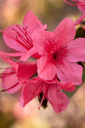 Azalea Encore Series, Autumn Cheer® 3G | Buck Jones Nursery