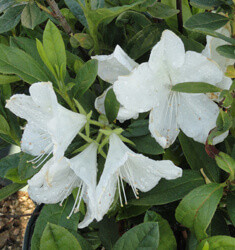 Azalea So Indica, Mrs GG Gerbing (multiple sizes) | Buck Jones Nursery