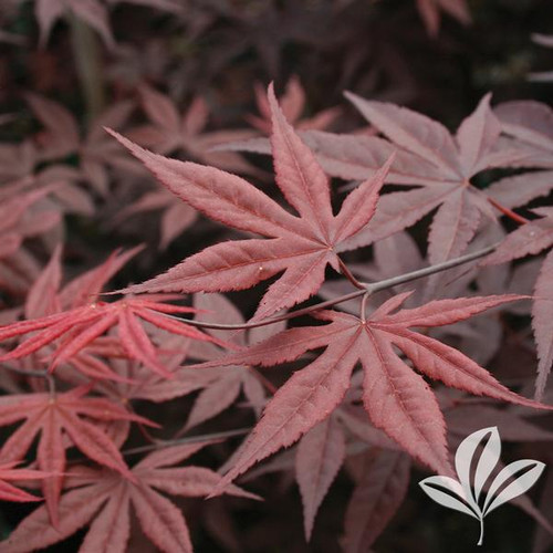 Japanese Maple, 'Emperor I' (multiple sizes) | Buck Jones Nursery