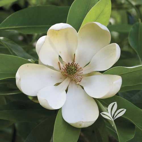 Magnolia, Sweetbay 15G | Buck Jones Nursery