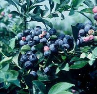 Blueberry, 'Brightwell' 3G | Buck Jones Nursery