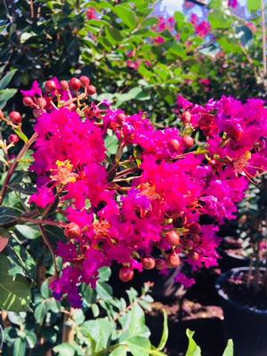 Crape Myrtle, 'Miss Sandra' 15G | Buck Jones Nursery