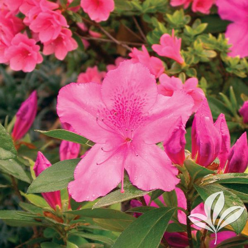 Azalea So Indica, Formosa (multiple sizes) | Buck Jones Nursery