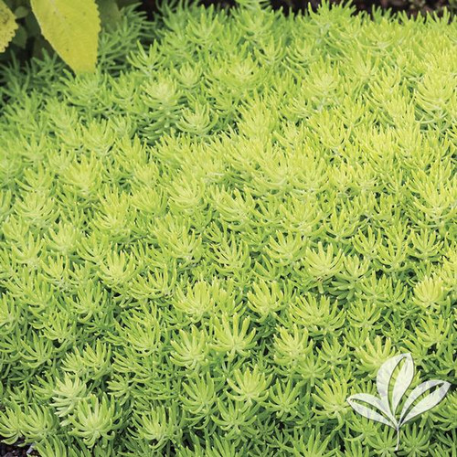 Sedum, Lemon Ball 1G | Buck Jones Nursery