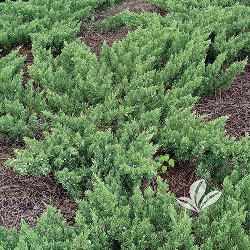 Juniper, 'Parsoni' 1G | Buck Jones Nursery