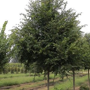 Elm, 'Bosque®' 15gal | Buck Jones Nursery