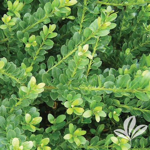 Holly, Compacta (multiple sizes) | Buck Jones Nursery