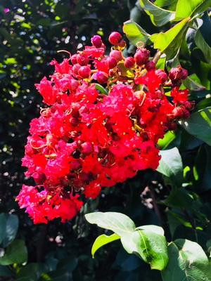Crape Myrtle, 'Miss Frances' 15G | Buck Jones Nursery