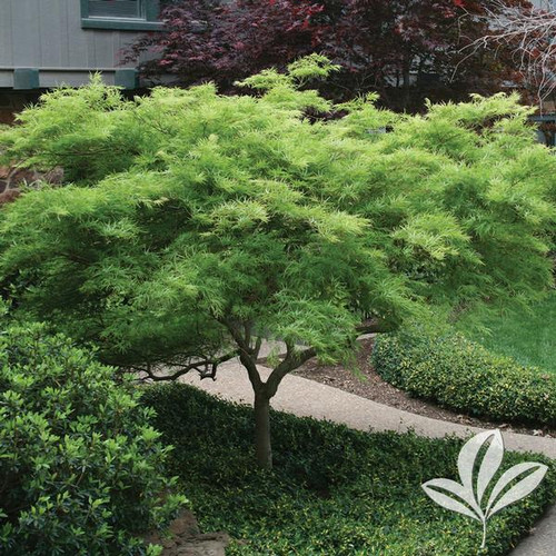 Japanese Maple, (dissectum), 'Viridis' (multiple sizes) | Buck Jones ...