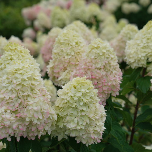Hydrangea, Limelight Prime® 3G | Buck Jones Nursery