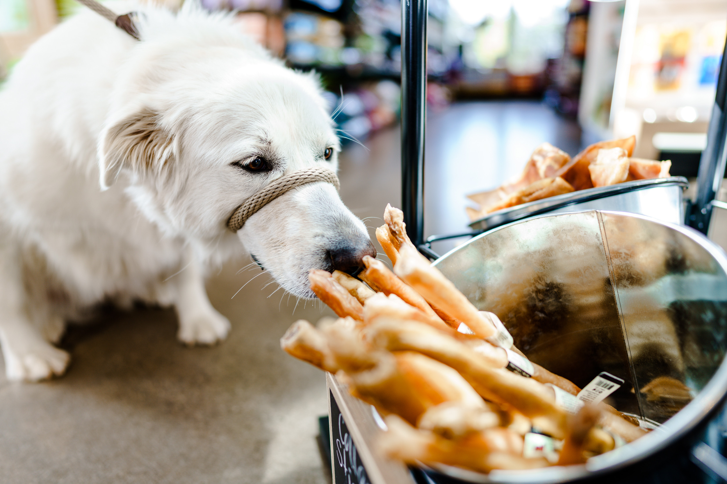 Bone-Ito Pet Products Cats And Dogs | The Village at Rancharrah