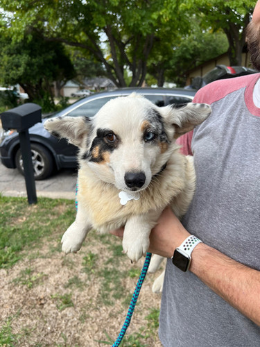 Oakley Rae | NTX Aussie Rescue