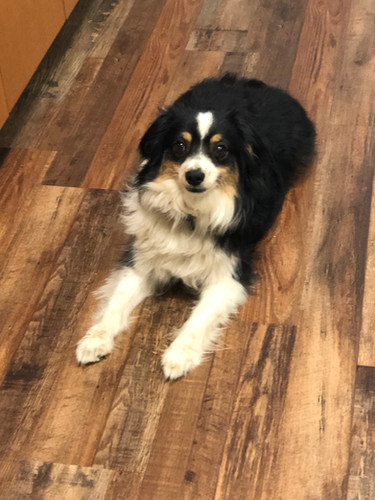 Milo Gregory | NTX Aussie Rescue
