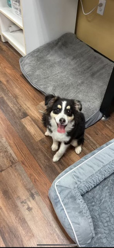 Little Jon | NTX Aussie Rescue