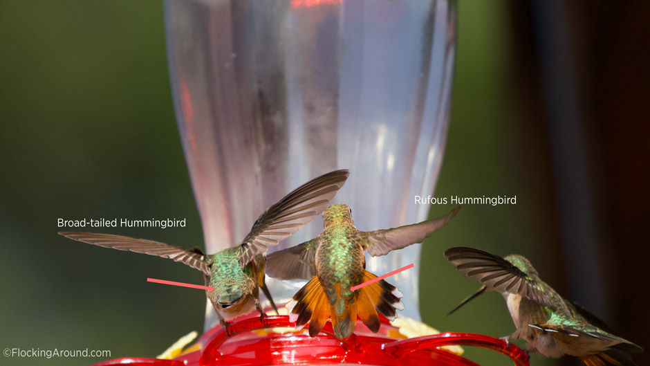 Rufous Hummingbird vs Broad-tailed Hummingbird