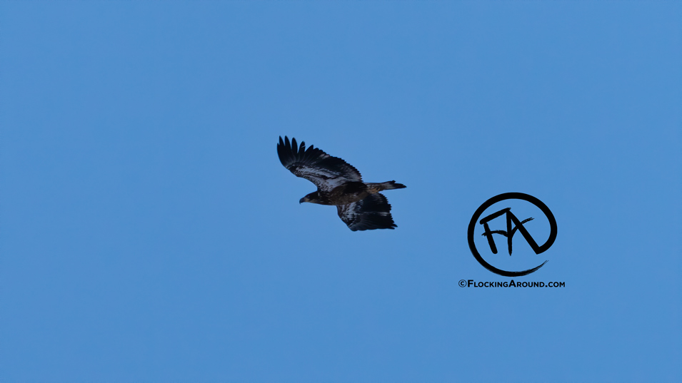 Bald Eagle or Golden Eagle - A Guide to Eagle Identification