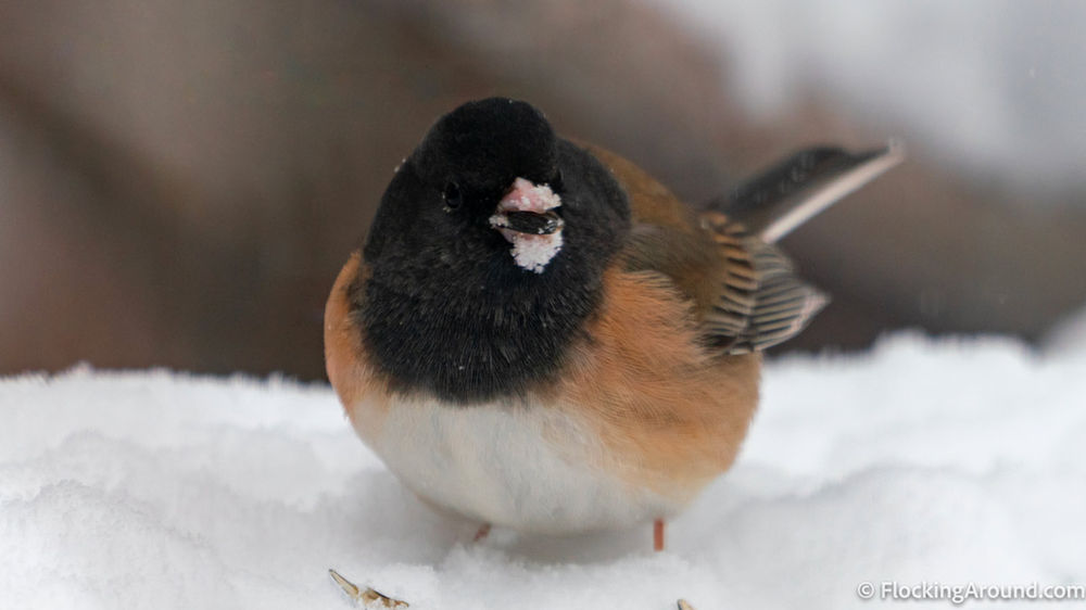 Identification of Dark-eyed Junco Subspecies