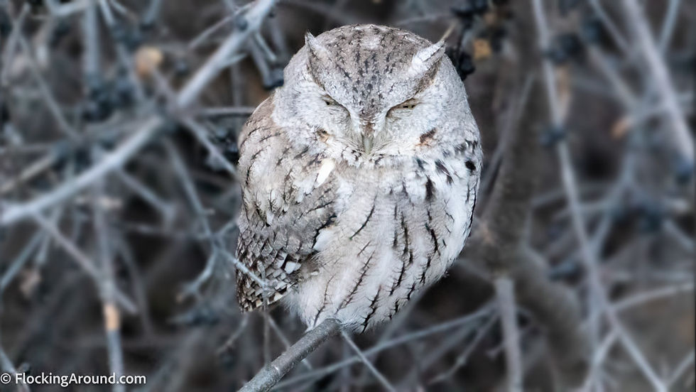 How to find owls - What is owling?