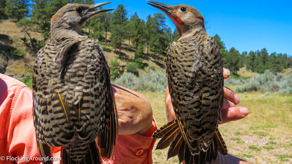 Northern Flicker Intergrades - Red-shafted vs Yellow-shafted Flickers
