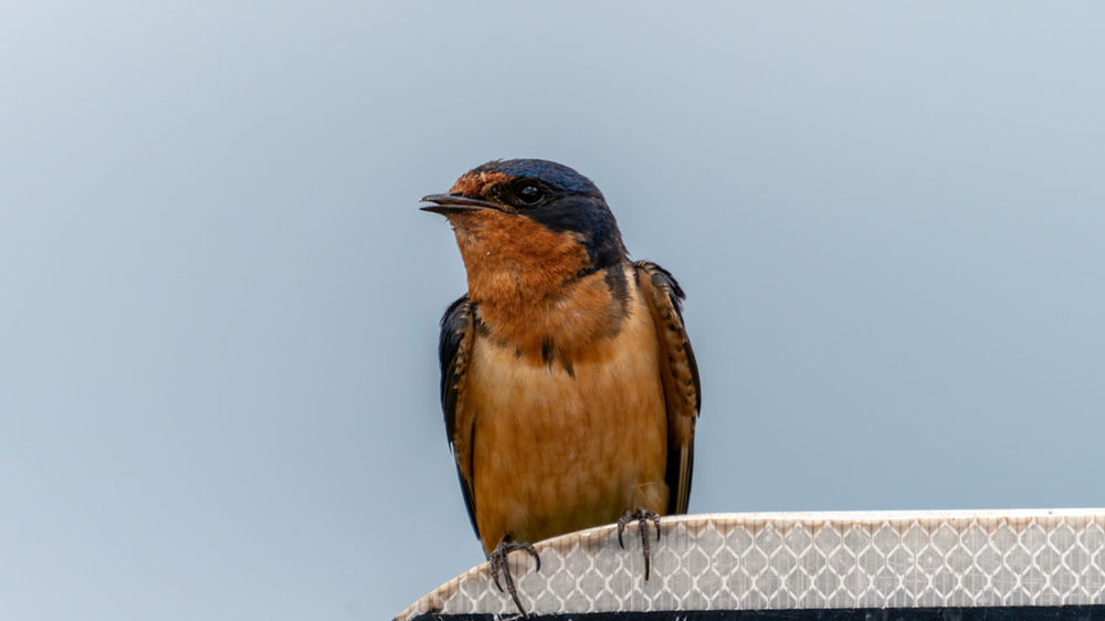 Bird Myths: Hairy birds or coconuts?