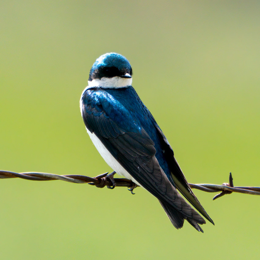 Tree Swallow