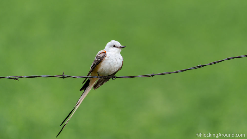 How to document a rare bird sighting