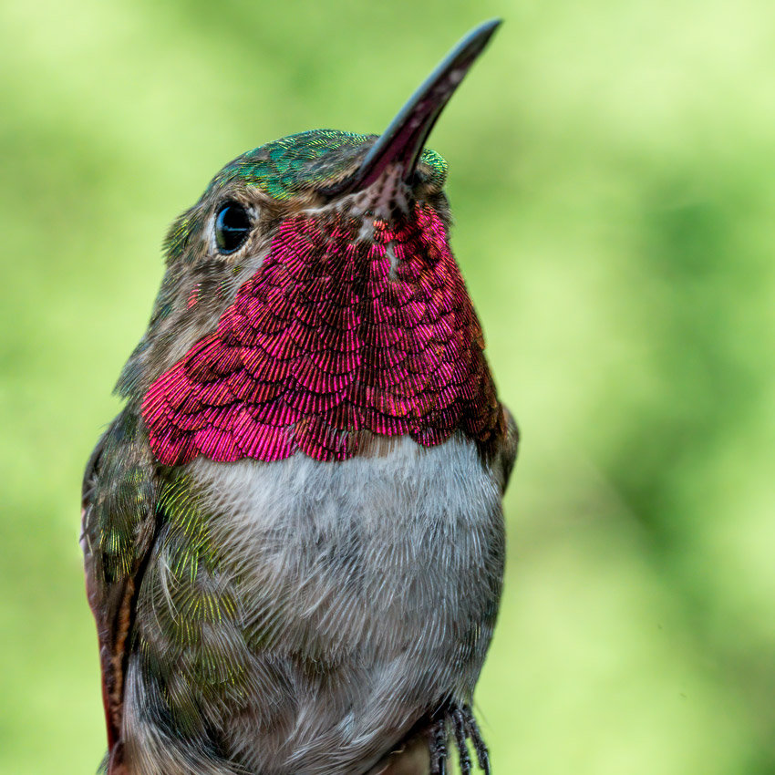 Broad-tailed Hummingbird