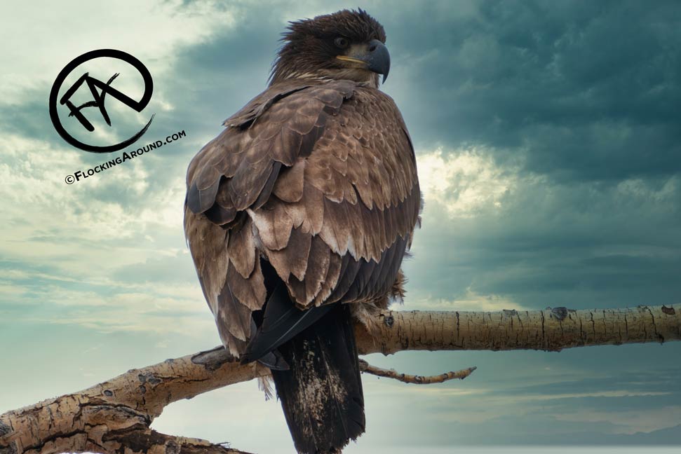 Bald Eagle or Golden Eagle - A Guide to Eagle Identification