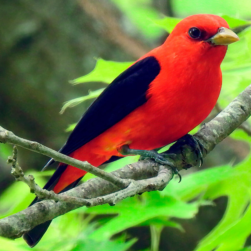 Scarlet Tanager