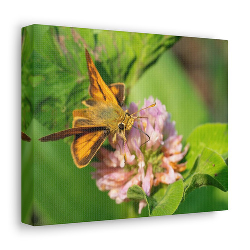 Don't skipper this nice print! | Birding Store | Flocking Around