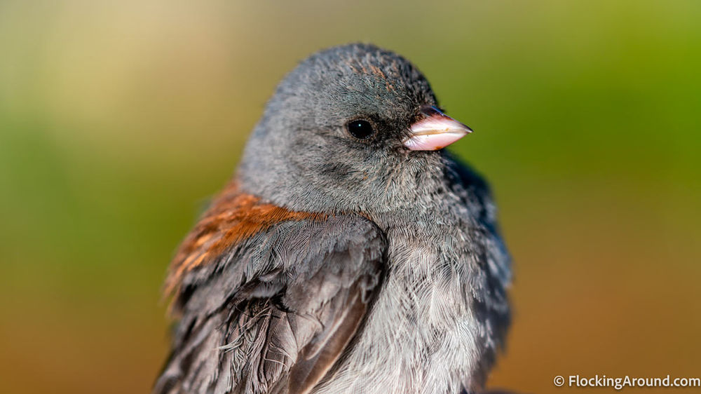 Identification of Dark-eyed Junco Subspecies