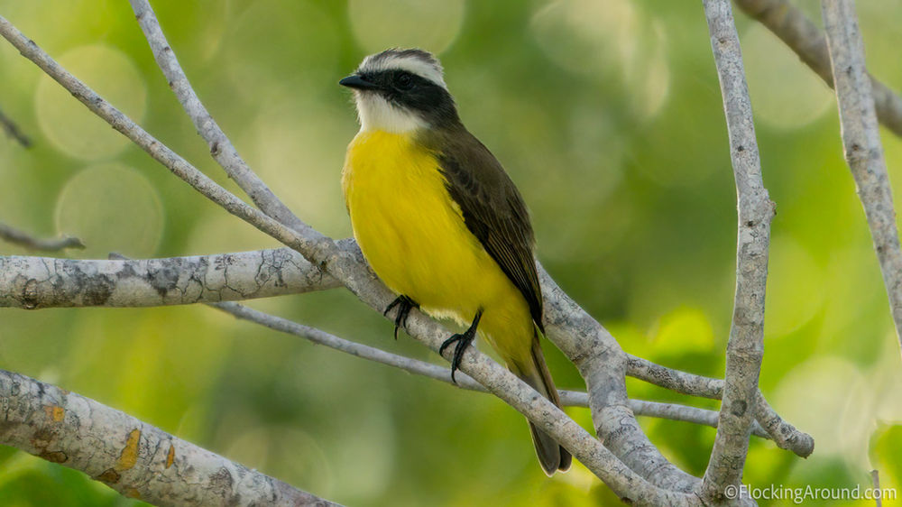 Rare Bird Codes - Reconsidering the rare bird codes