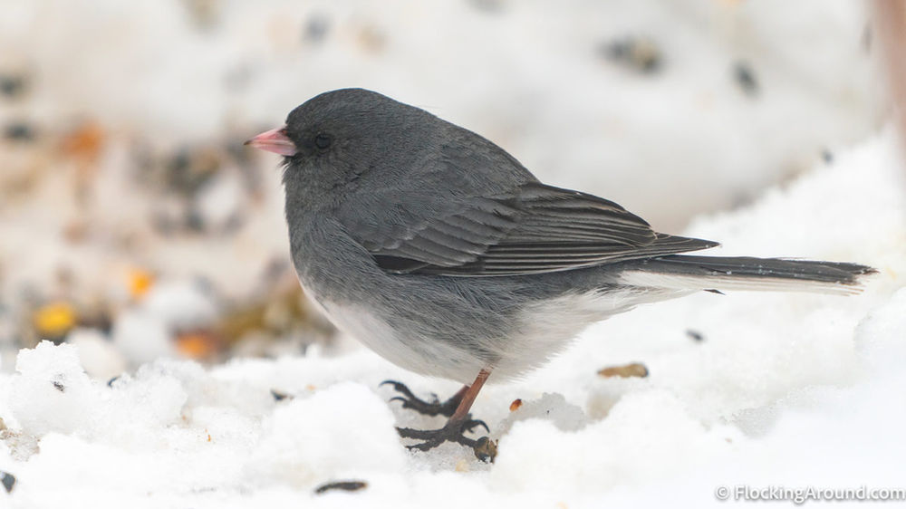 Identification of Dark-eyed Junco Subspecies
