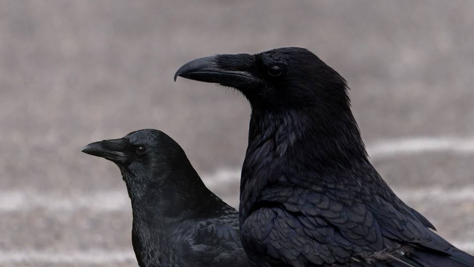 American Crow vs Common Raven Identification