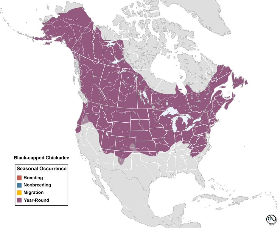 Black-capped Chickadee or Mountain Chickadee