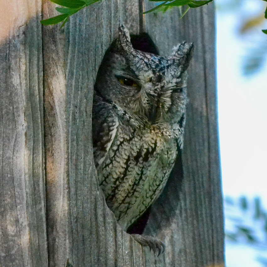 Western Screech-Owl